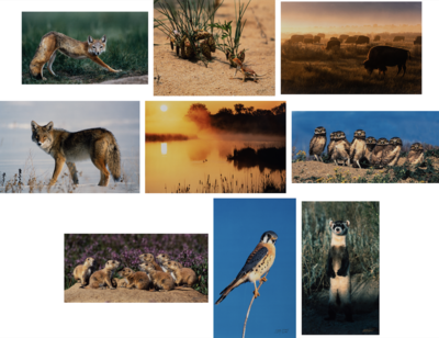 Prairie Vision: Images from a Sea of Grass (2002) Twenty Color ...