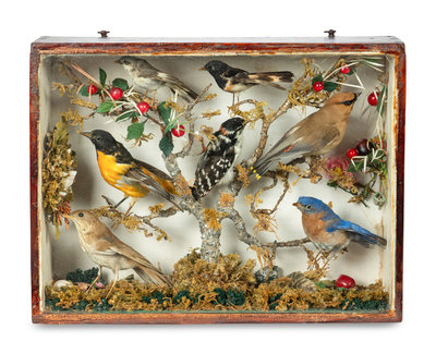 A Victorian Taxidermy Bird Diorama Lot 360