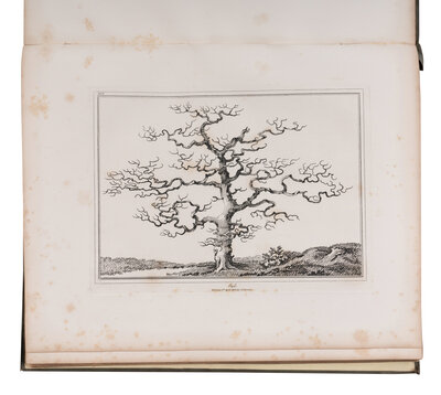 [NATURAL HISTORY]. KENNION, Edward (1744-1809). An Essay of Trees in ...