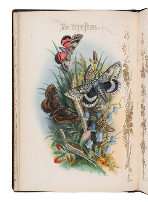 [NATURAL HISTORY]. JERRARD, Paul. The Night Flyers. A Series of Moth ...